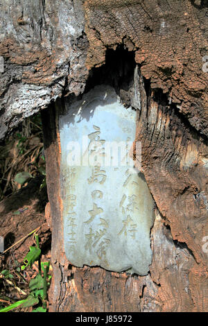 Preserved Old Japanese Elm Trees of Toyokashima-Jinja Shinto Shrine in ...