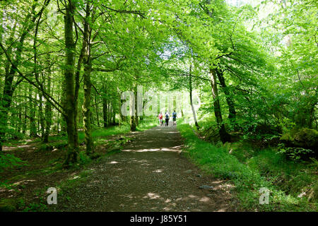 Woodland walks around the Callander Crags Stock Photo - Alamy
