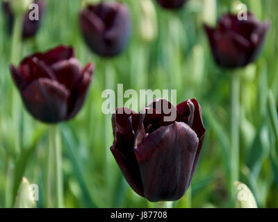 Dark purple Triumph tulips (Tulipa) Caviar bloom in a garden in March ...