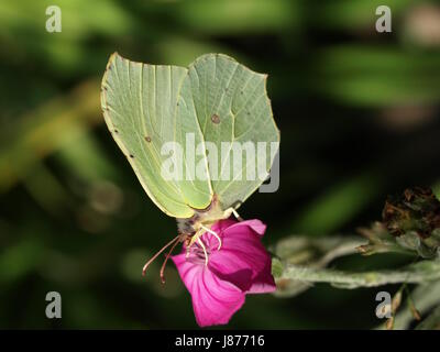 insect butterfly albino brimstone butterfly insect insects butterfly ...