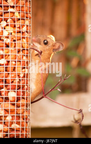 Long-tailed tit foraging for food Stock Photo - Alamy