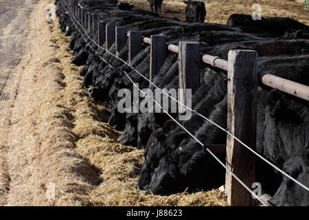 Black Angus cattle eating hay in a snow-covered field in Appalachia ...