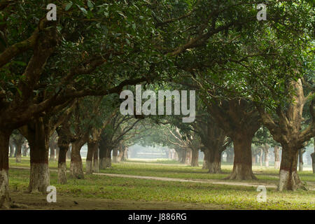 A grove of mango trees Stock Photo - Alamy