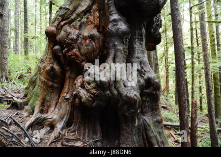 A gnarley and ancient old growth western red cedar in Avatar Grove, a ...