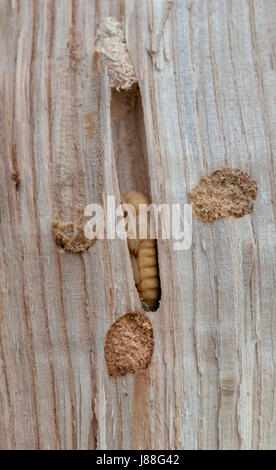 Woodworm beetle (Anobium punctatum) larva exposed in its gallery inside ...