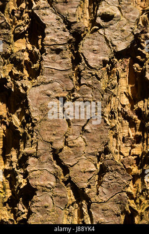 The bark cortex is the outer layer of a tree’s bark. This textured ...