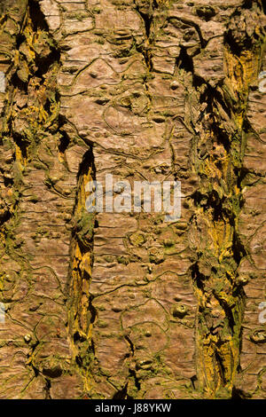 The bark cortex is the outer layer of a tree’s bark. This textured ...