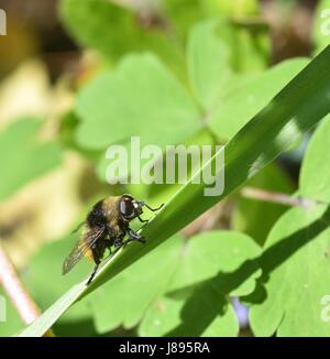Wild Bee bathing in the sunshine Stock Photo - Alamy