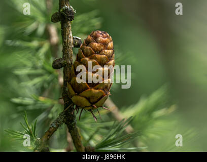 A string of mature seedcones of the Western Larch, or Western Tamarack ...