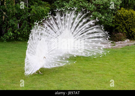 white peacocks are spread tail feathers on the stairs Stock Photo - Alamy