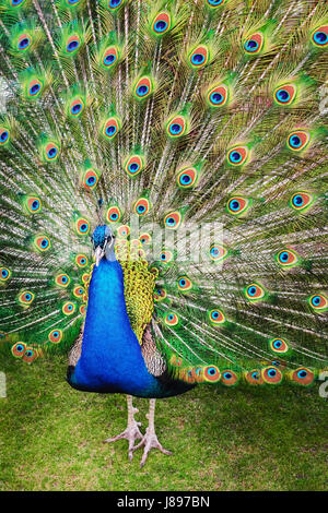 white peacocks are spread tail feathers on the stairs Stock Photo - Alamy