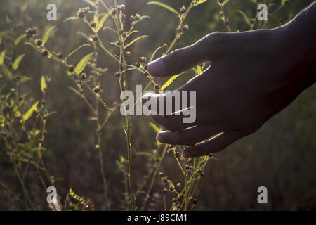 A helping hand coming from forest Stock Photo - Alamy
