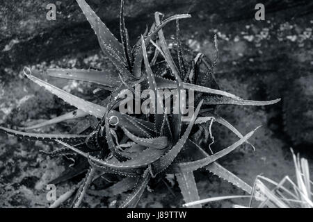 An dry Alvera plant in a flower pot Stock Photo - Alamy