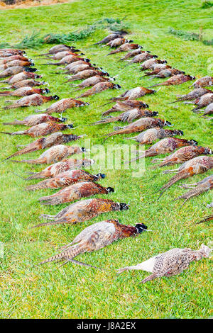 hunting, chase, still life, death, animal, fauna, wild, hunt, outside ...