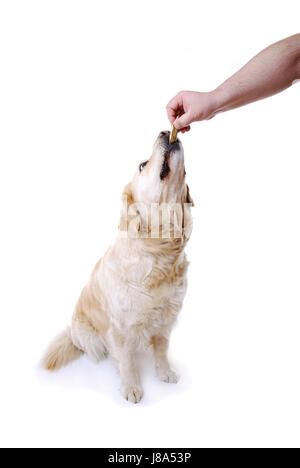 Dog eats fish Stock Photo - Alamy