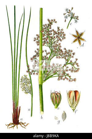 Juncus effusus, commonly known as soft rush, is a perennial plant found ...