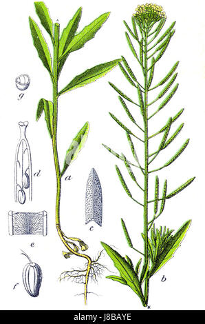 Treacle Mustard, Erysimum cheiranthoides, also known as Treacle-mustard ...