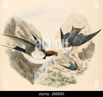 Hirundo smithii 1894 Stock Photo - Alamy