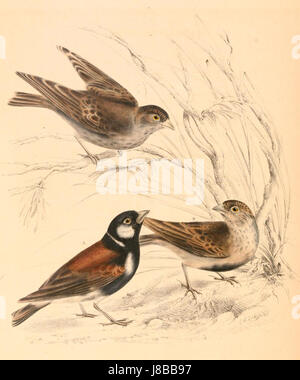 Bulbul is a species of songbird, known for its distinctive song and ...