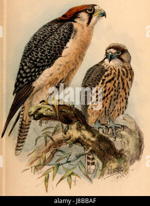 Falco biarmicus 1884 Stock Photo - Alamy