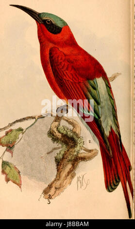 Merops nubicoides 1884 Stock Photo - Alamy