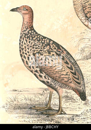 Painted Francolin (Francolinus pictus Stock Photo - Alamy