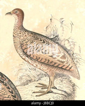 Painted Francolin (Francolinus pictus Stock Photo - Alamy