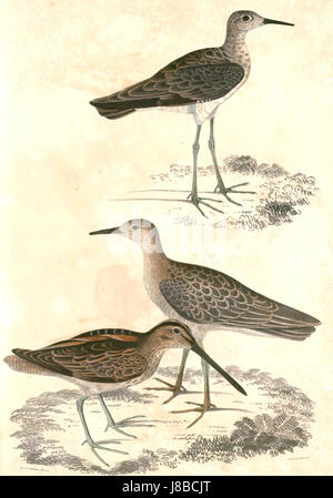 Snipe - Gallinago stenura Stock Photo - Alamy