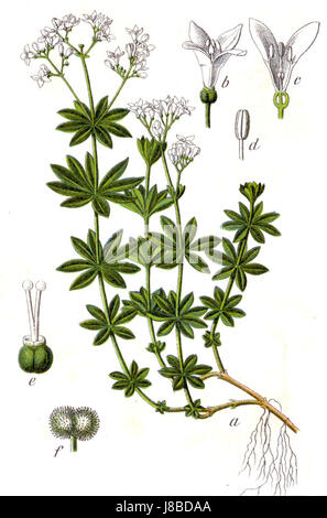 Galium odoratum, commonly known as sweet woodruff, is a perennial ...