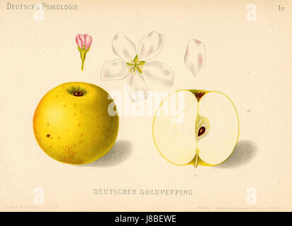 'Deutsche Pomologie' is a German text on fruit cultivation ...