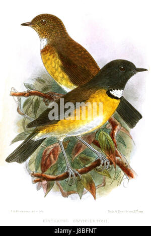 A european robin bird (known as Erithacus rubecula, robin or robin ...