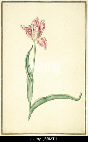 The 'Karlsruher Tulpenbuch' is a botanical manuscript from the 17th ...