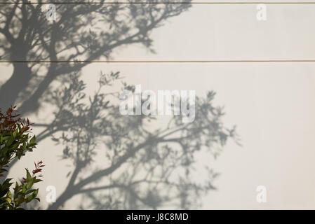 Light and shadows of trees projected onto the wall Stock Photo - Alamy