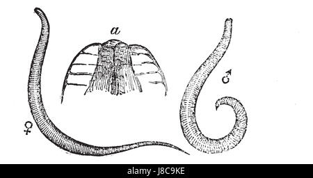 Human pinworm nematode Enterobius vermicularis, various stages in the ...