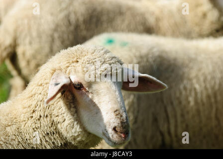 skin, sheep, sheep (pl.), mouth, eye, organ, skin, sheep, wool ...