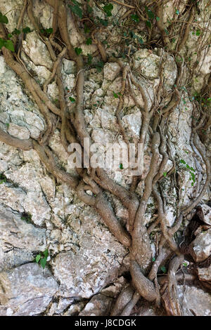 Large tree roots around rock ledge Stock Photo - Alamy