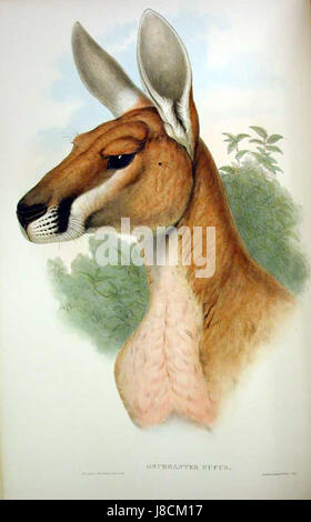 Macropus rufus 2 Gould Stock Photo - Alamy