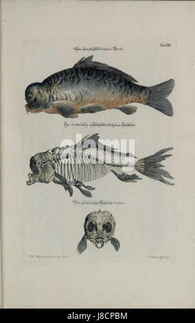 A historical piece titled 'Meyer Zeit Vertreib 1 Tafel 080' showcasing ...