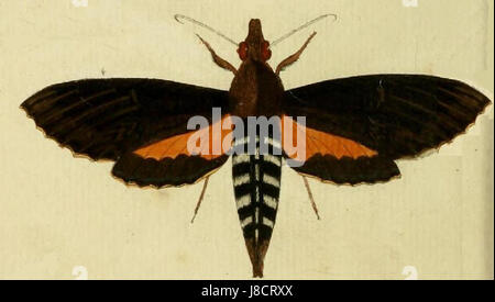 The Sphingidae are a family of moths (Lepidoptera), commonly known as ...