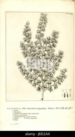 A botanical plate from Linnaeus' *Hortus Cliffortianus*, a work on ...