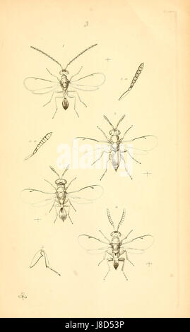 This work presents illustrations of various insect larvae, including ...