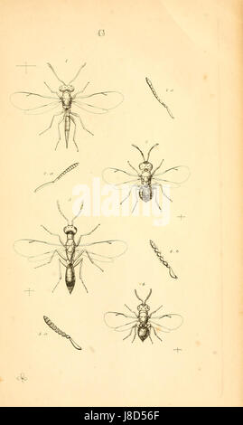 A scientific illustration from 'Monographia Chalciditum', depicting ...