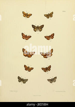 A detailed illustration from 'The Lepidoptera of Ceylon,' showcasing ...