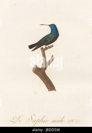 An illustrated guide to ornithology, with a focus on bird species ...