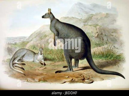 Macropus robustus Gould Stock Photo - Alamy