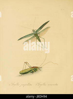 This illustration from Donovan's 'Insects of China' published in 1838 ...