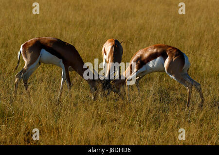 Fighting for territory among the African Springbok became a three way ...