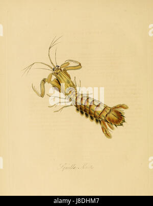 Donovan - Insects of China, 1838 - pl 02 Stock Photo - Alamy