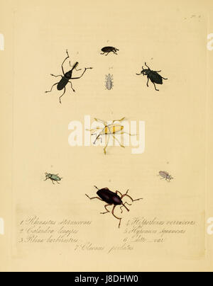 This illustration from Donovan's 'Insects of China' published in 1838 ...