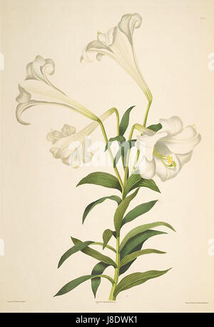 White lilium lily flowers, symbol of love and innocence close up Stock ...